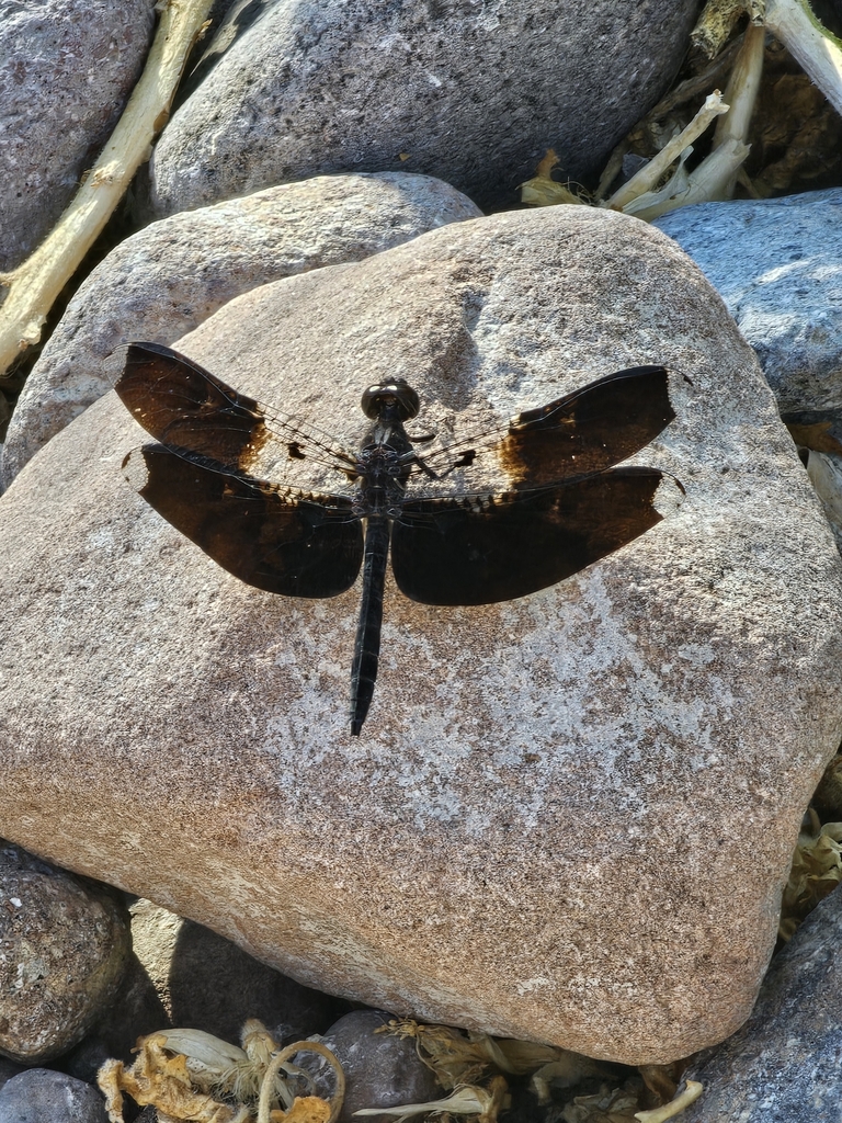 Filigree Skimmer from Loreto, B.C.S., México on September 4, 2024 at 08 ...