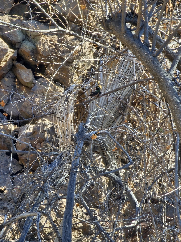 Xantus's Hummingbird from Loreto, B.C.S., México on September 4, 2024 ...