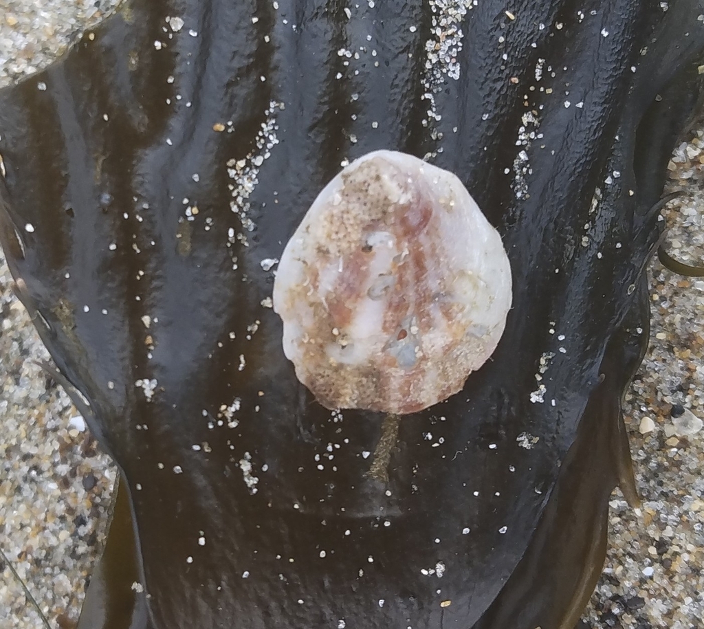 Pacific Half-slipper Snail (China Cove Organisms) · iNaturalist