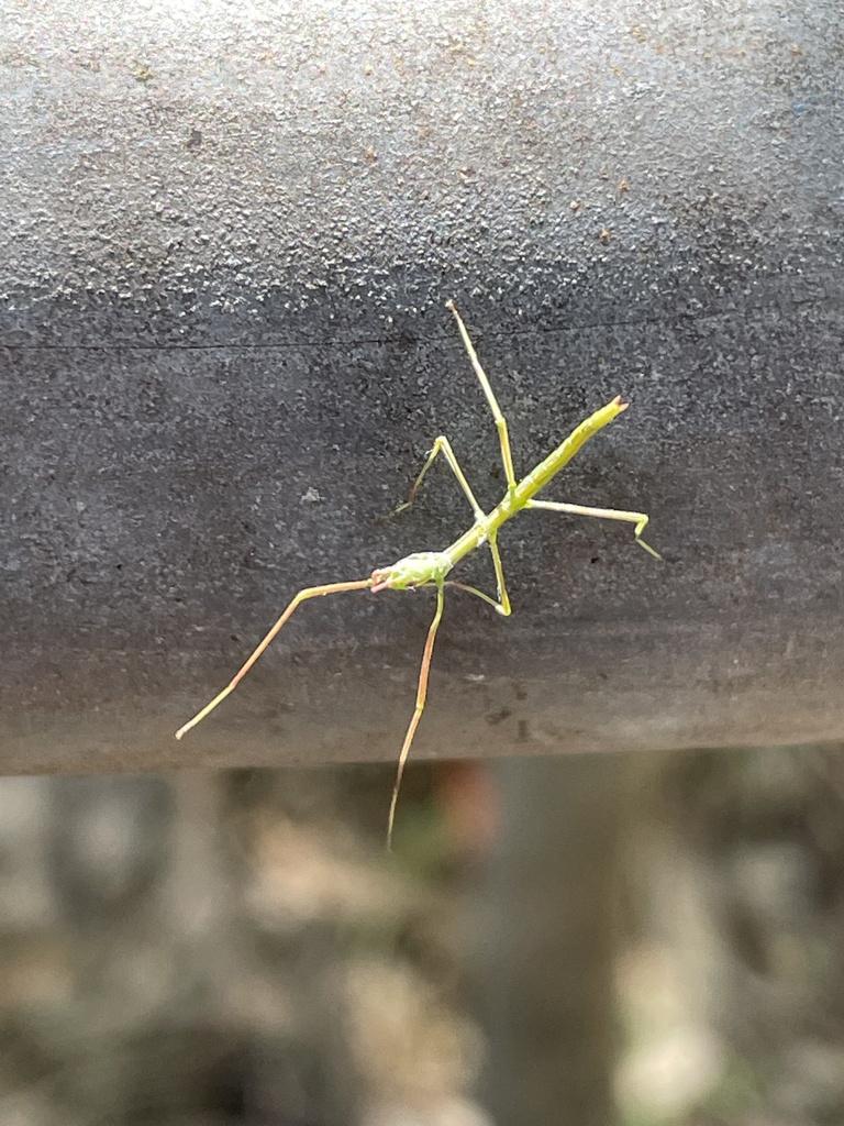 tessellated stick insect from Pangela St, The Gap, QLD, AU on August 23 ...