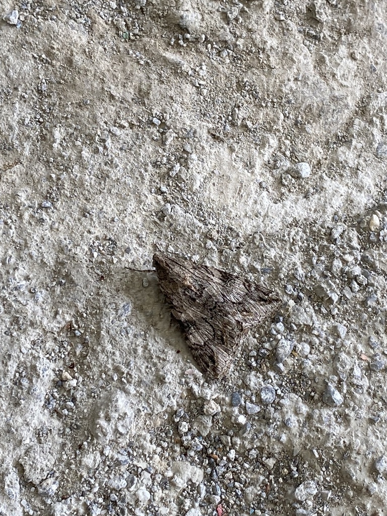 Merry Graphic Moth from Zona Centro, Parras de la Fuente, Coah., MX on ...