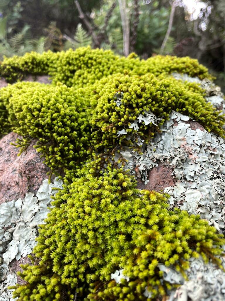 seductive entodon moss from Aguascalientes, Ags., México on September 1 ...