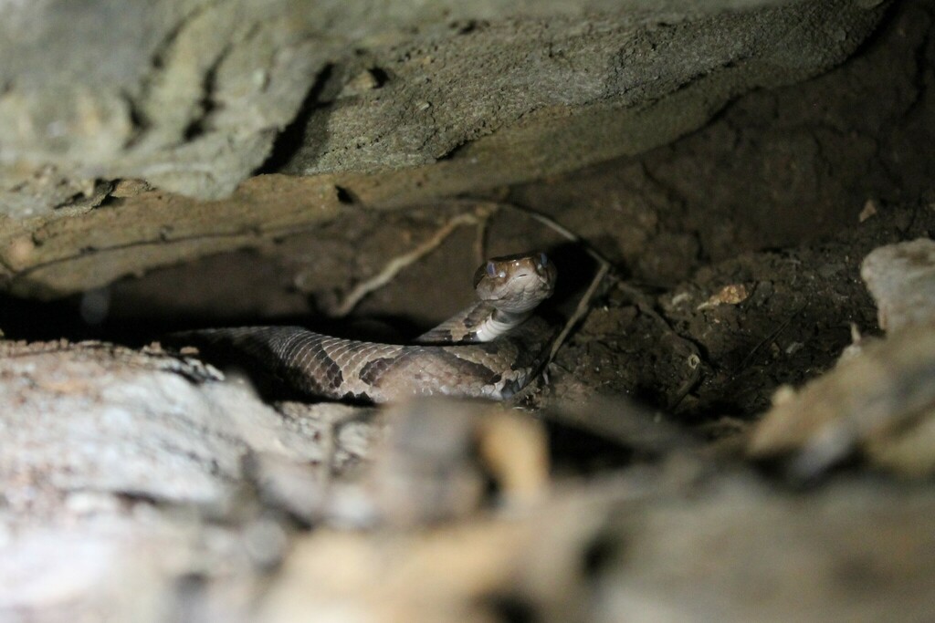 Eastern Copperhead in August 2024 by Dominic. A smaller one starting to ...