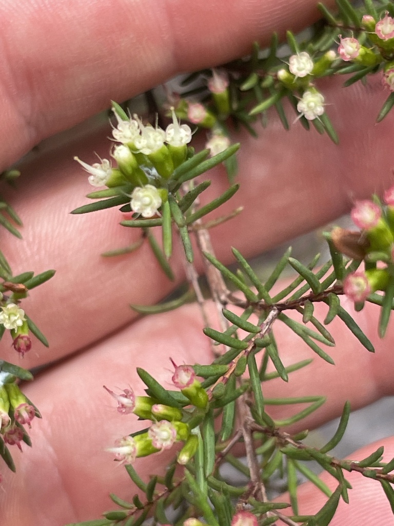 twiggy homoranthus from Tuan Forest, QLD, AU on September 4, 2024 at 11 ...