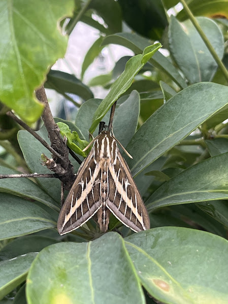 White-lined Sphinx from Felipe Carrillo Puerto, Anáhuac I Secc, Ciudad ...