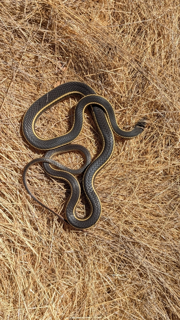 California Striped Racer in September 2024 by tkgoggin · iNaturalist