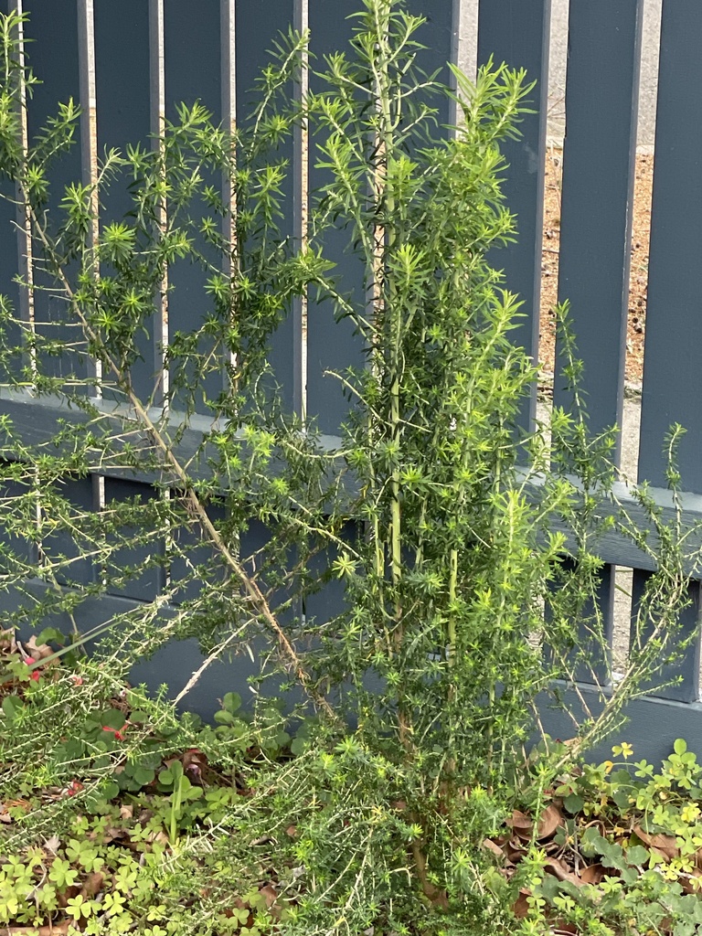 Sifton Bush from Clarood Cr, Chelsea Heights, VIC, AU on September 5 ...