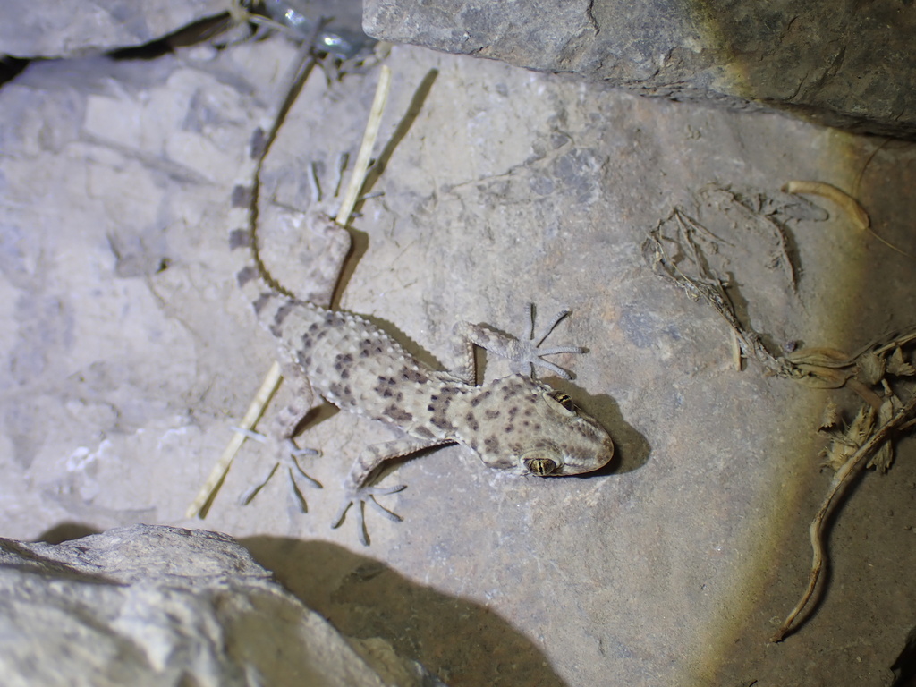 Caspian Bent-toed Gecko in September 2024 by Kian · iNaturalist