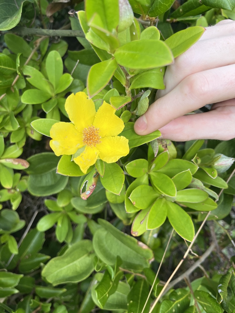 Climbing Guinea flower from Sea Acres National Park, Port Macquarie ...