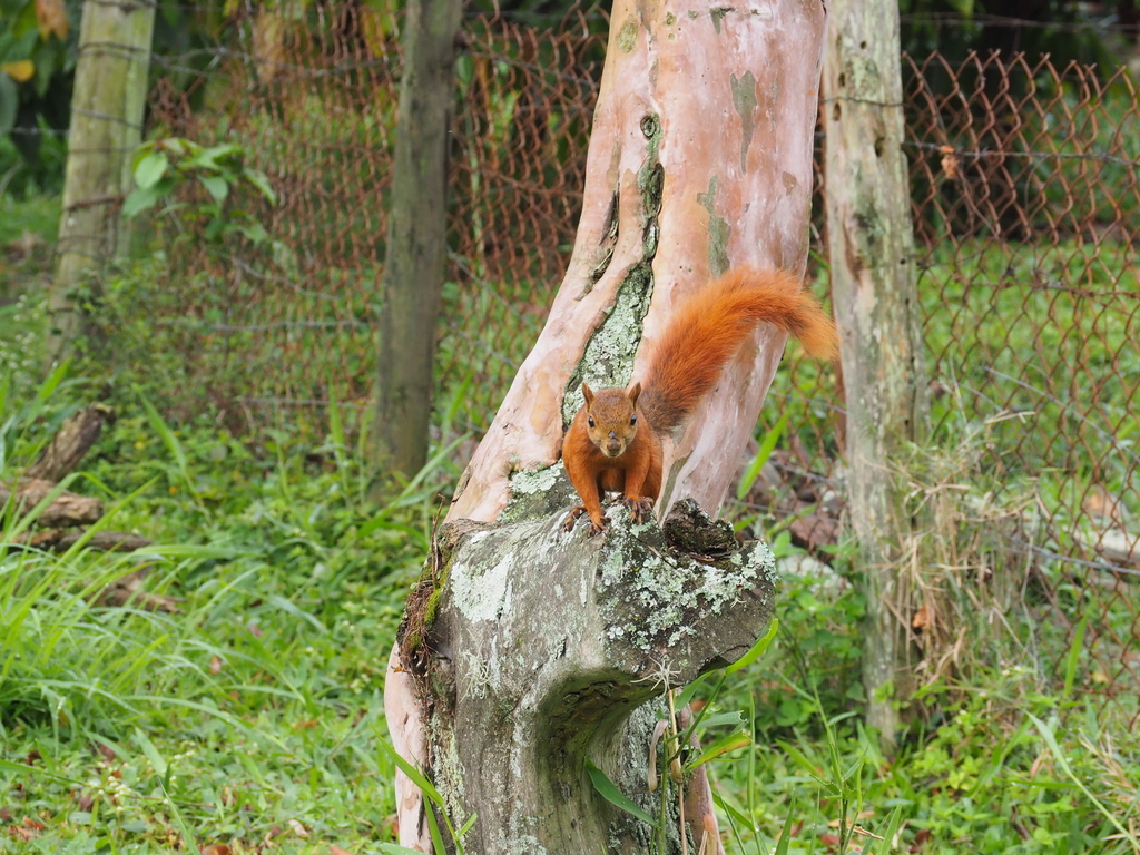 Red-tailed Squirrel from Caribe, Medellín, Antioquia, Colombia on March ...