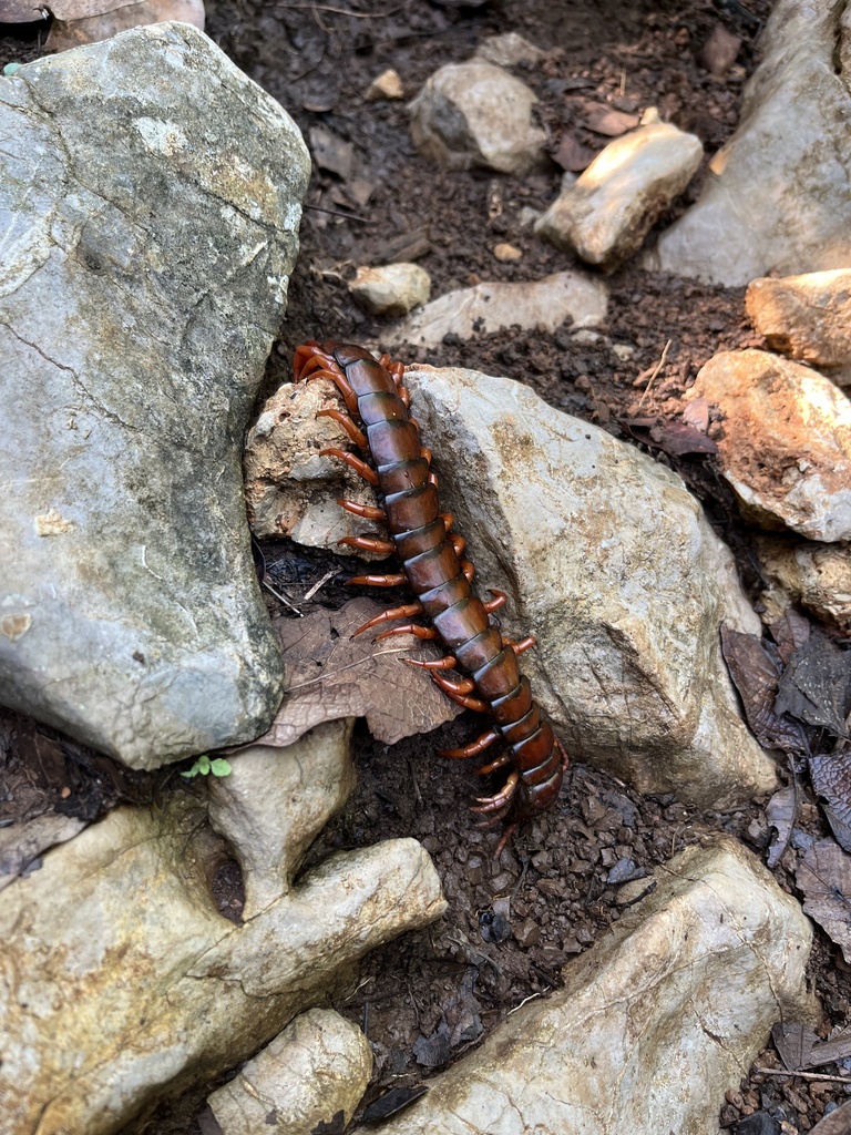 Scolopendra sumichrasti from El Naranjo, S.L.P., MX on August 31, 2024 ...