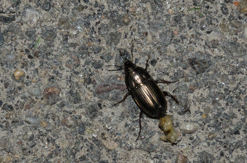 Amara plebeja · NaturaLista Colombia