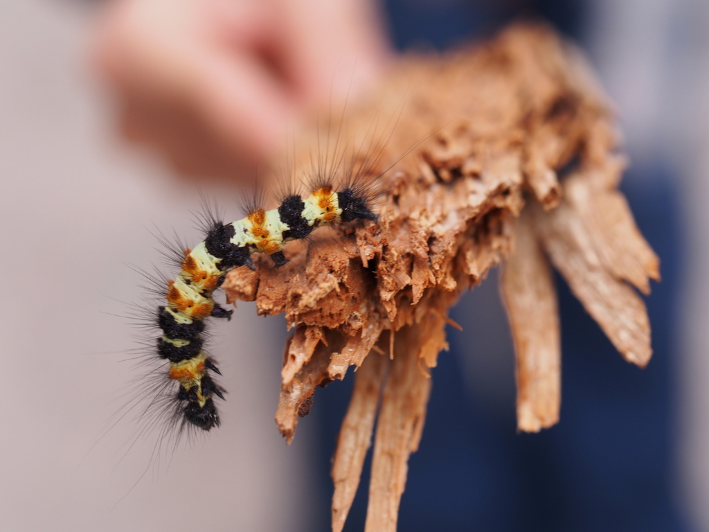 Tiger Moths from Balch Springs, TX, USA on September 23, 2017 at 04:17 ...