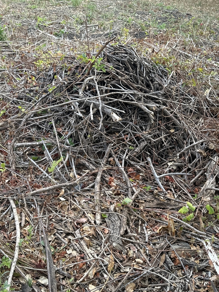 Dusky-footed Woodrat from Hillside Natural Area, El Cerrito, CA, US on ...
