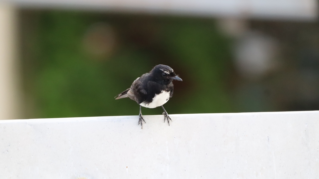 Willie-wagtail from CGM6+28V, Amasing Kali, Bacan, South Halmahera ...