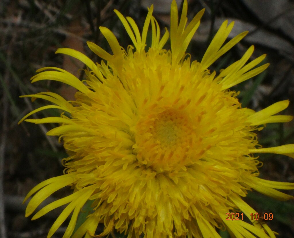 Showy Copper-wire Daisy from Little River VIC 3211, Australia on ...