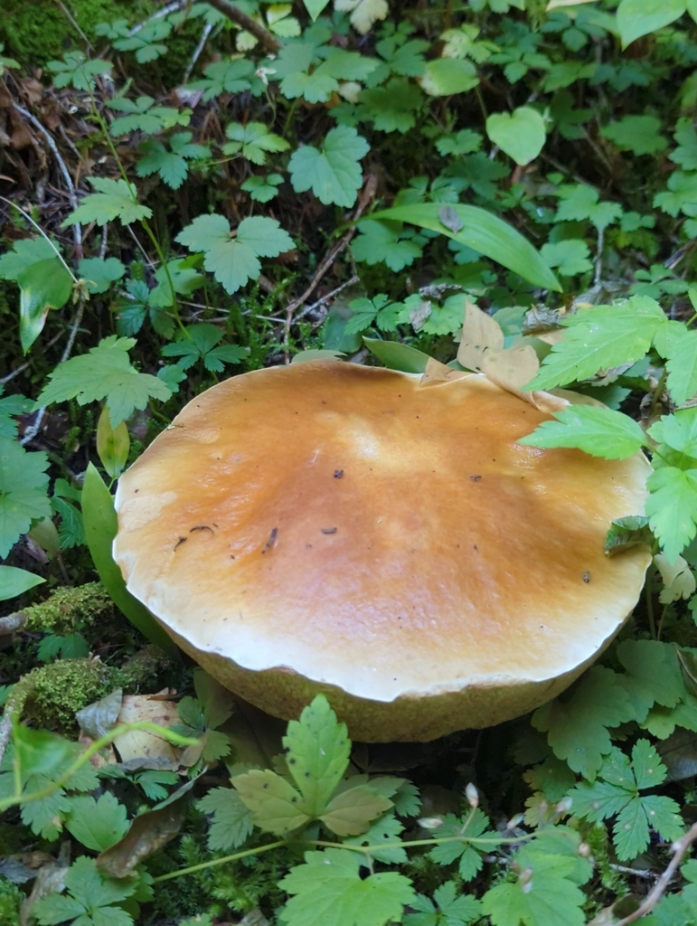 King Bolete from Olympic, Olympic National Park, Jefferson County, US ...