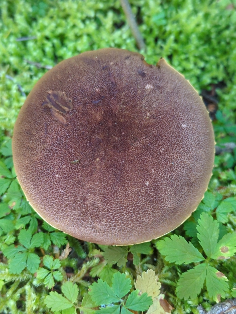 admirable bolete from Olympic, Olympic National Park, Jefferson County ...