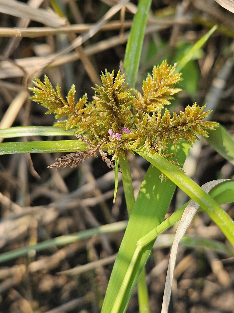 redroot flatsedge from Cross River, NY 10518, USA on September 4, 2024 ...