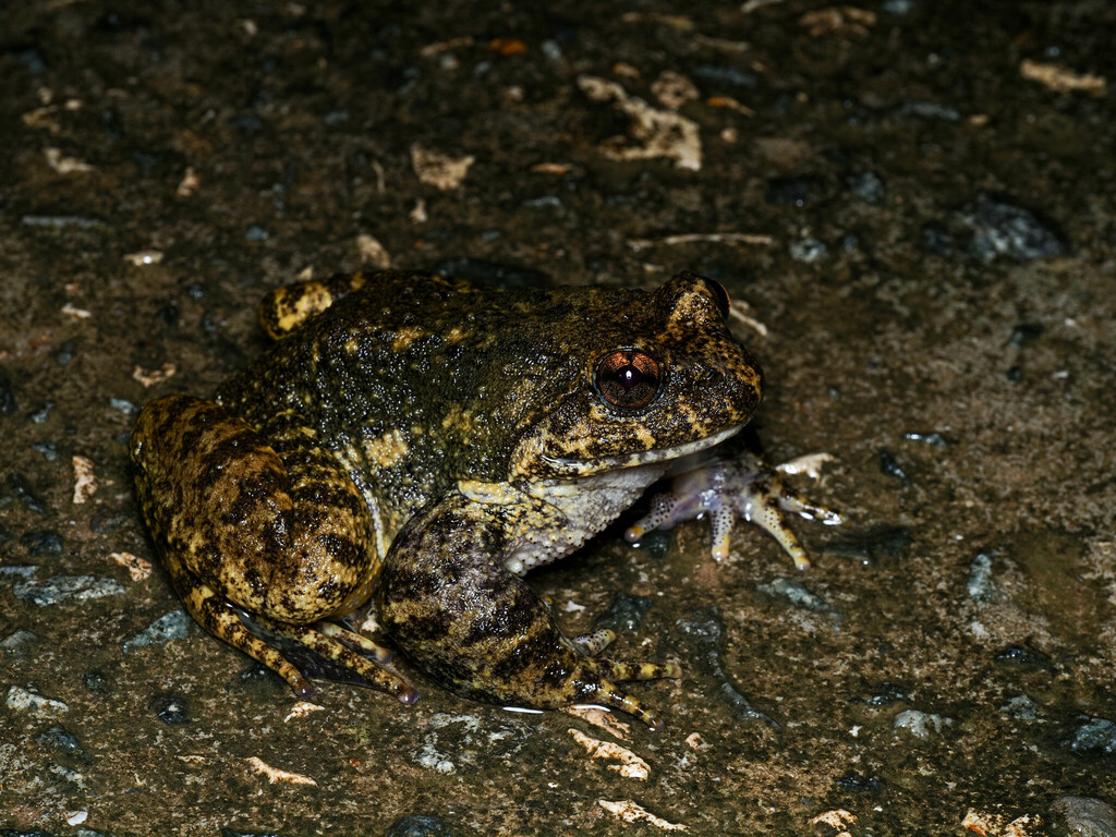 Giant Spiny Frog in June 2024 by Yan · iNaturalist