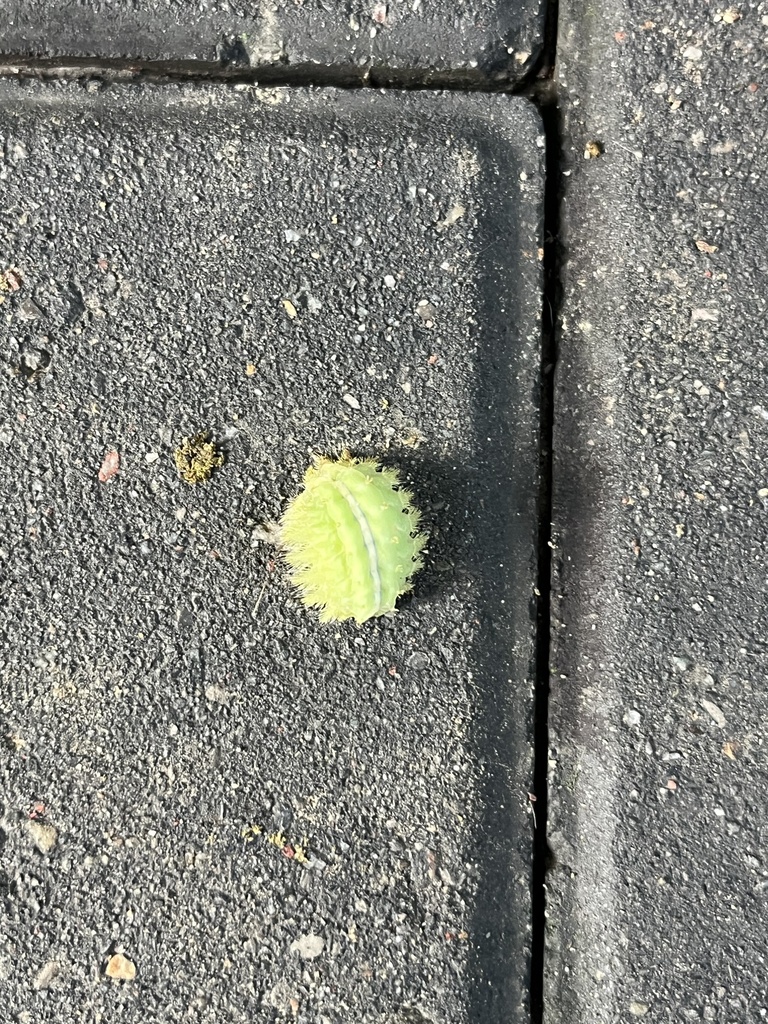 Thosea sinensis from 广外大街, 北京市, CN on September 1, 2024 at 08:22 AM by ...