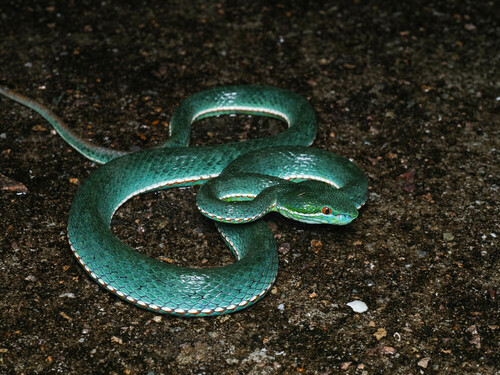 Chinese Green Tree Viper (Trimeresurus stejnegeri) - Snakes and Lizards