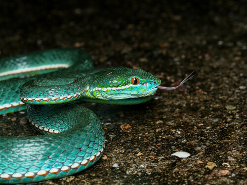 Chinese Green Tree Viper (Trimeresurus stejnegeri) - Snakes and Lizards