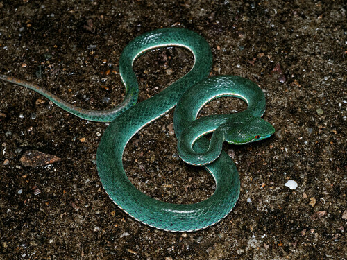 Chinese Green Tree Viper (Trimeresurus stejnegeri) - Snakes and Lizards