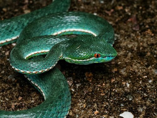 Chinese Green Tree Viper (Trimeresurus stejnegeri) - Snakes and Lizards