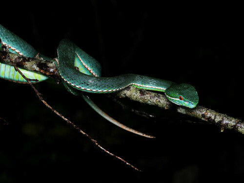 Chinese Green Tree Viper (Trimeresurus stejnegeri) - Snakes and Lizards