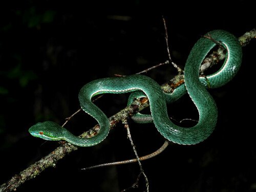 Chinese Green Tree Viper (Trimeresurus stejnegeri) - Snakes and Lizards