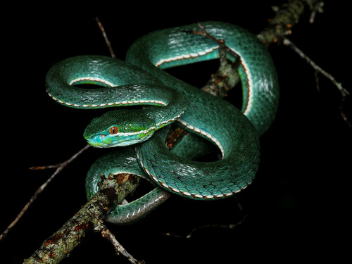 Chinese Green Tree Viper (Trimeresurus stejnegeri) - Snakes and Lizards