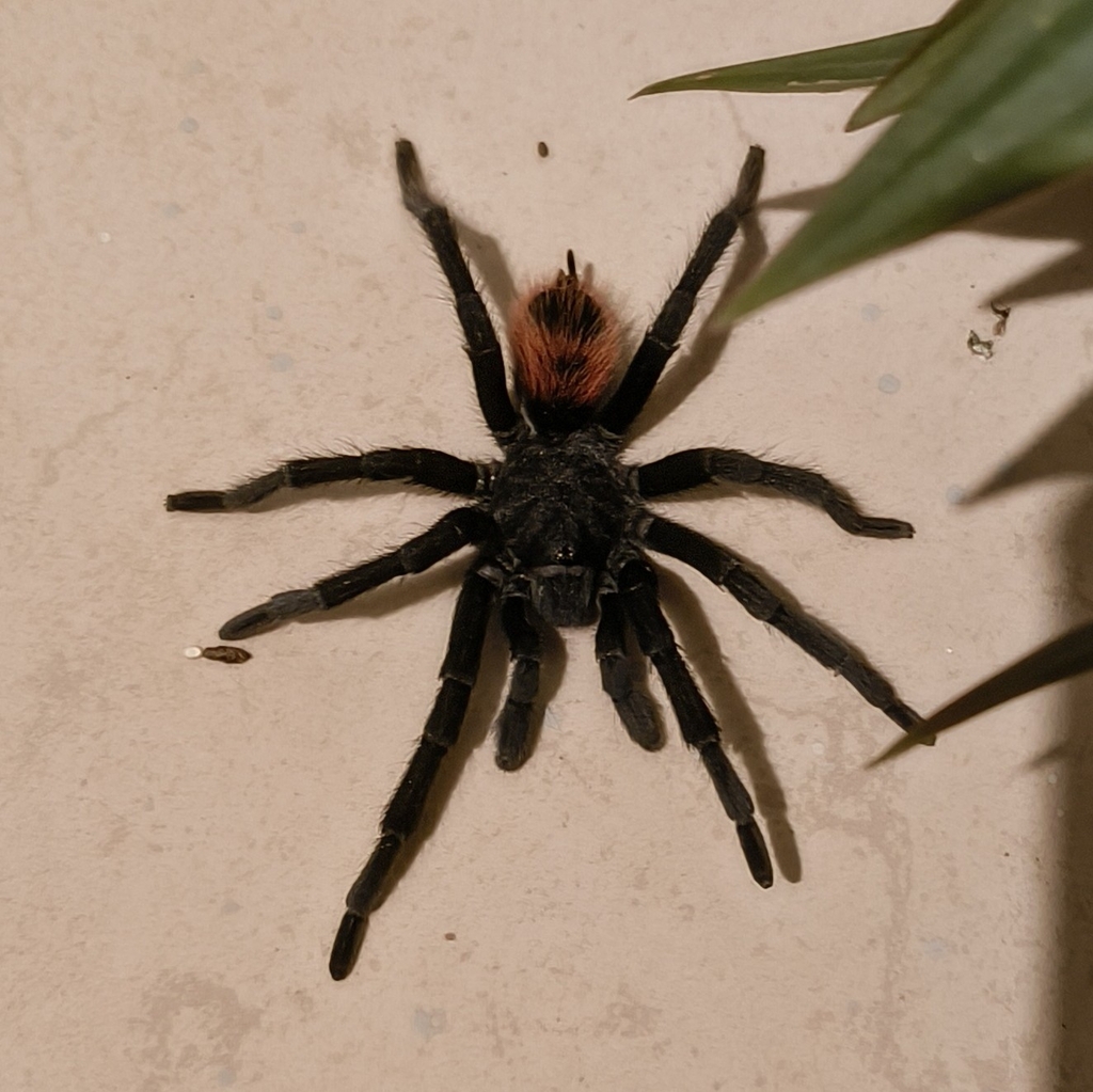 Yucatán Rust-rump Tarantula in August 2024 by Erick Rmz · iNaturalist