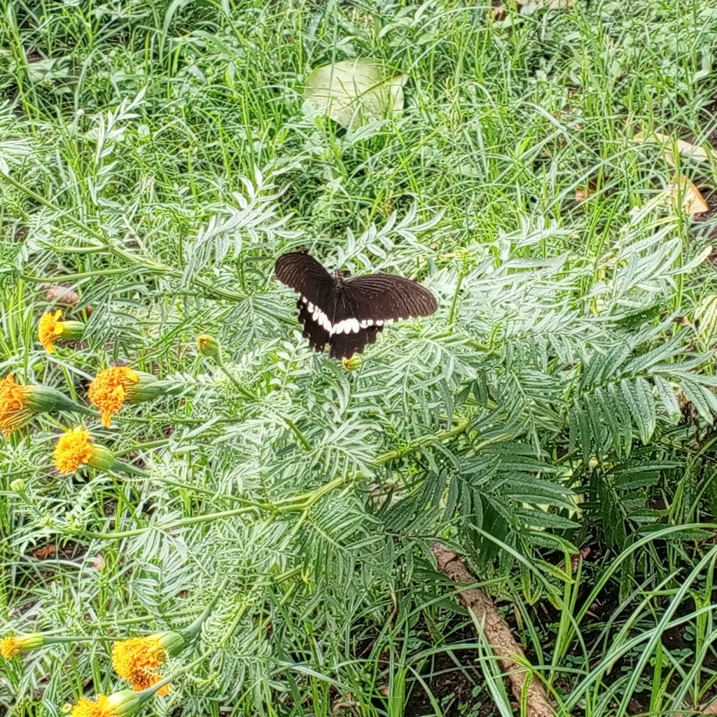 Papilio alphenor ledebouria in September 2024 by Aycardo, A. B ...