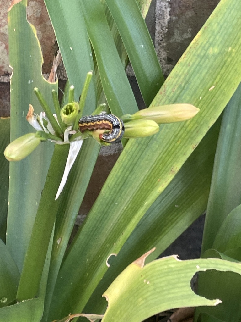 Lily Caterpillar Moth from Kempbridge Ave, Seaforth, NSW, AU on ...