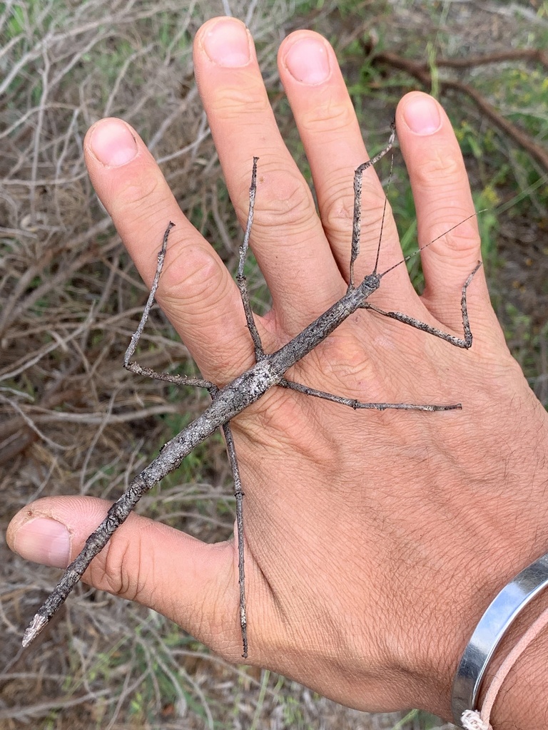 Inland Horned Stick Insect from George Grey Drive, Yallabatharra, WA ...