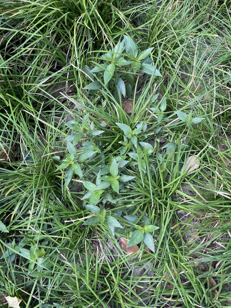 Asian Copperleaf from 庄市社区, 宁波市, 浙江省, CN on September 5, 2024 at 01:08 ...