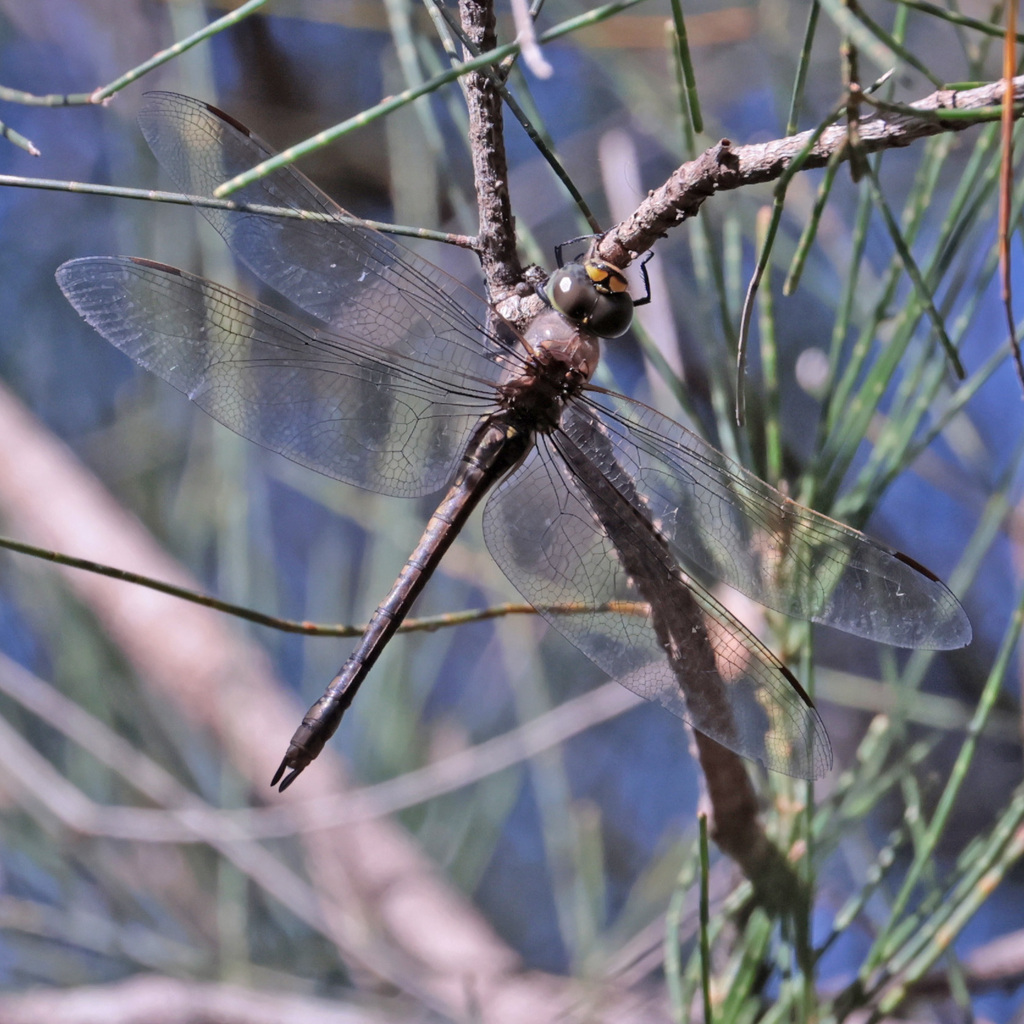 Australian Emperor from Dowse Lagoon, Brisbane QLD, Australia on ...