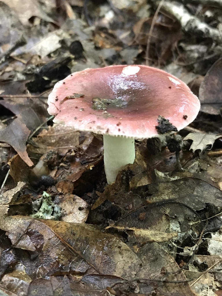 Blackish-red Russula from 47448, Nashville, IN, US on June 22, 2019 at ...
