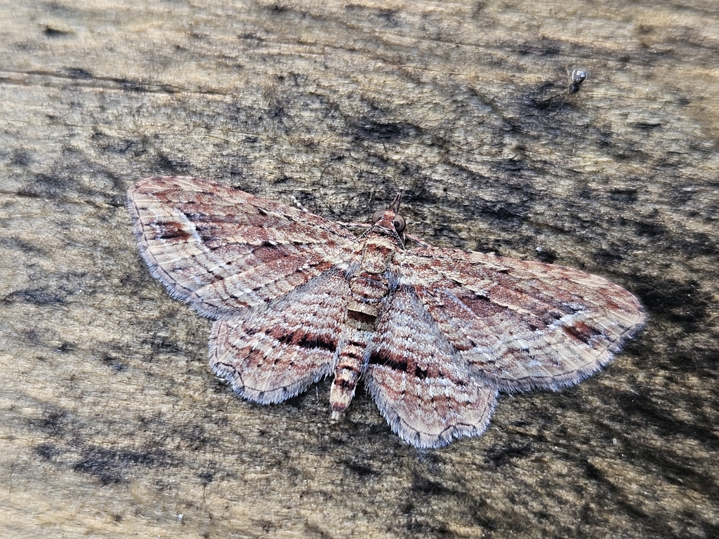 Australian Pug Moth from Mākara, Wellington, New Zealand on September 5 ...