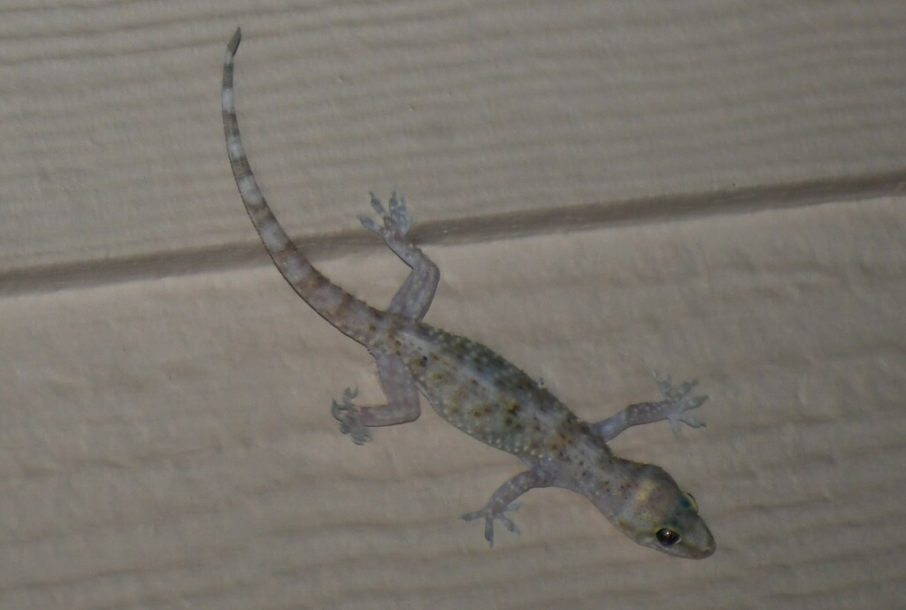 Mediterranean House Gecko from Kleberg County, TX, USA on September 4 ...
