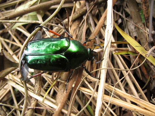 Asian Flower Beetle (Agestrata orichalca) · iNaturalist