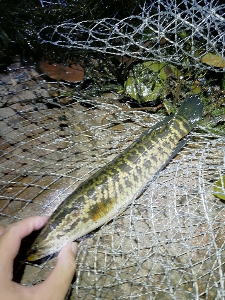 Blotched Snakehead from 中国海南省海口市美兰区 on November 06, 2021 at 09:16 PM by ...