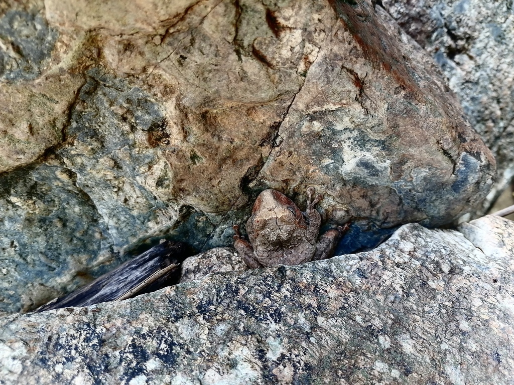 Hainan Stream Tree Frog in November 2021 by Sun HY · iNaturalist