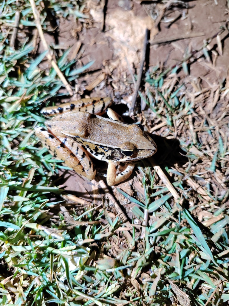 Guenther's Frog from 中国云南省昆明市呈贡区 on July 17, 2023 at 08:56 PM by Sun HY ...