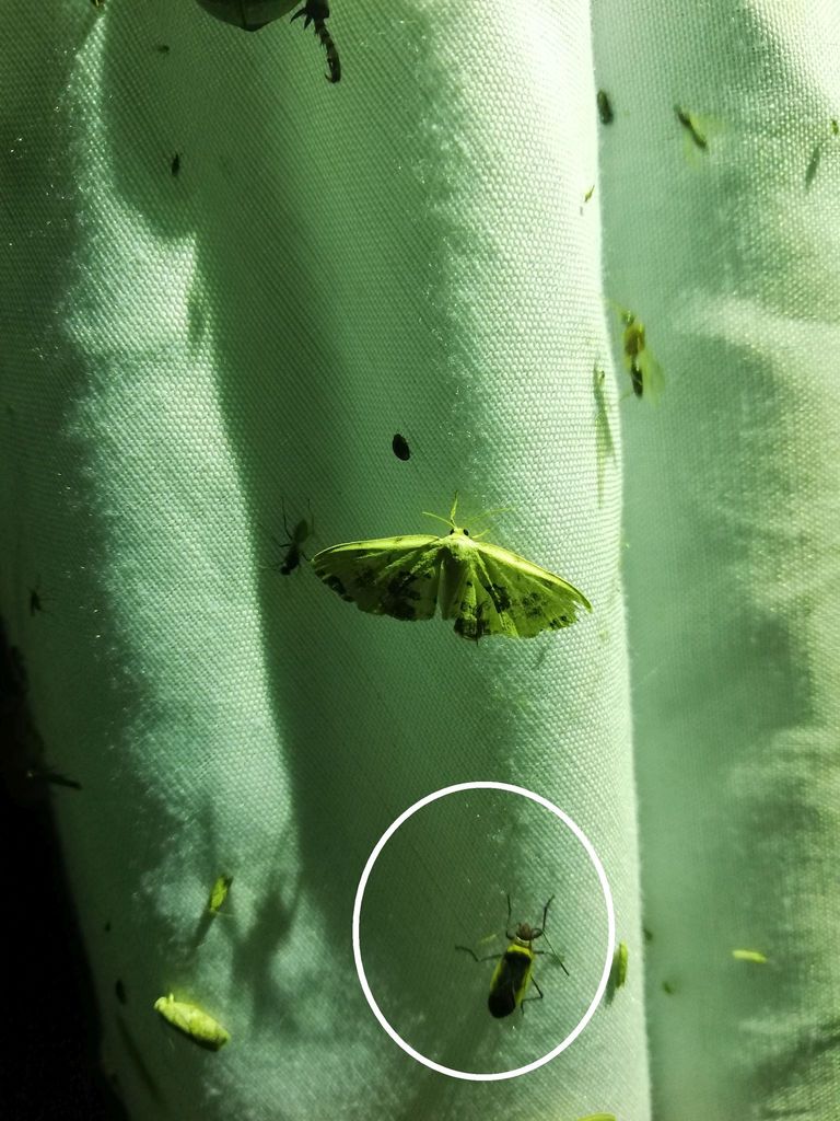 Dysdercus mimulus from Huatulco, Oaxaca, Mexico on June 10, 2019 at 09: ...