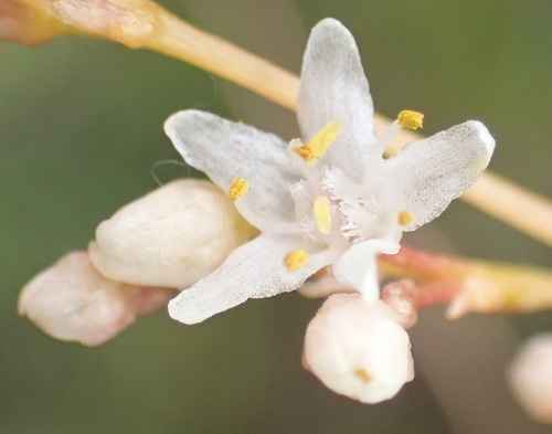 Cuscuta subgen. Pachystigma (Subgenus Pachystigma) · iNaturalist United ...