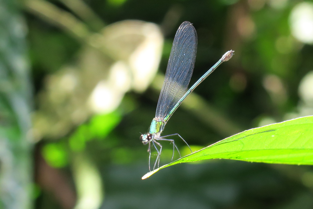 Neurobasis longipes (Insects - Wild Latitudes Borneo Tour ...