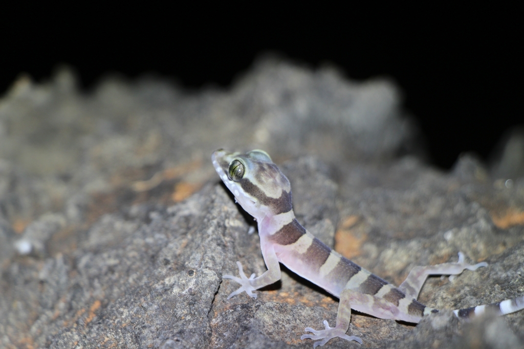 Chillagoe Ring-tailed Gecko from Chillagoe QLD 4871, Australia on ...
