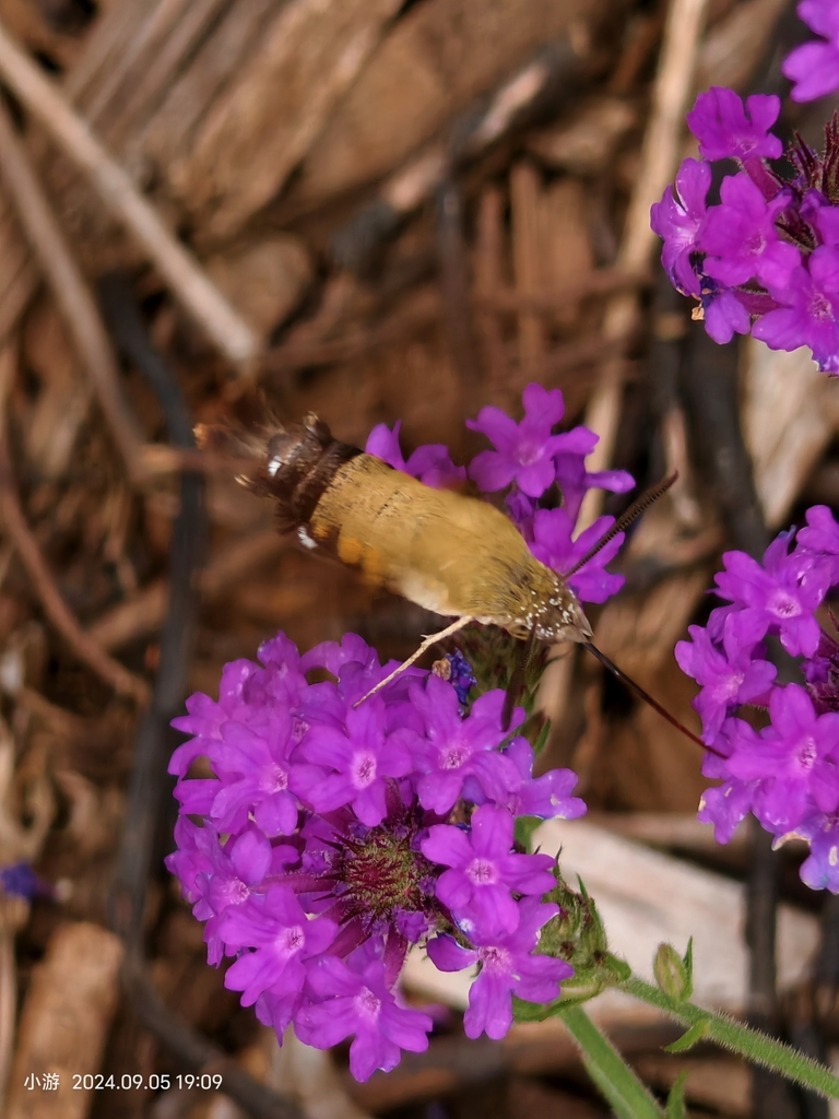Humble Hummingbird Hawkmoth from Kunming, CN-YN, CN on September 5 ...